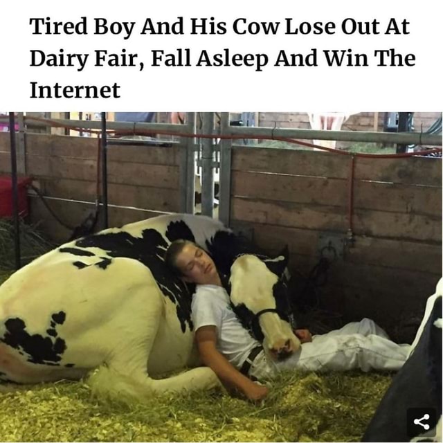Tired Boy And His Cow Lose Out At Dairy Fair, Fall Asleep And Win The ...