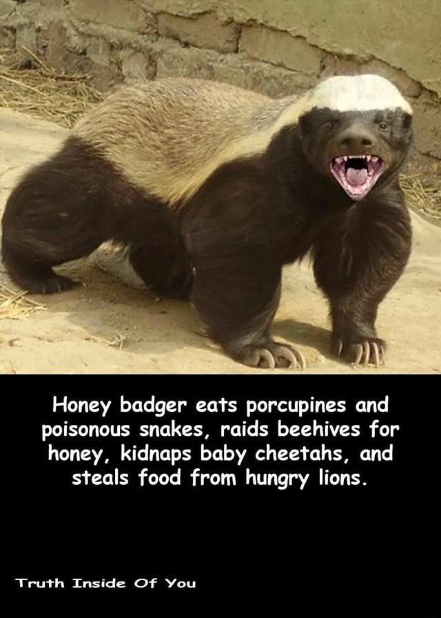 Honey badger eats porcupines and poisonous snakes, raids beehives for ...