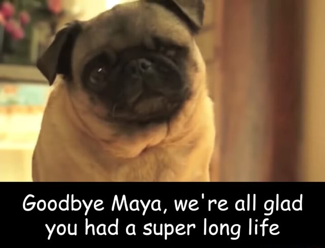Goodbye Maya, we re all glad you had a super long life - iFunny