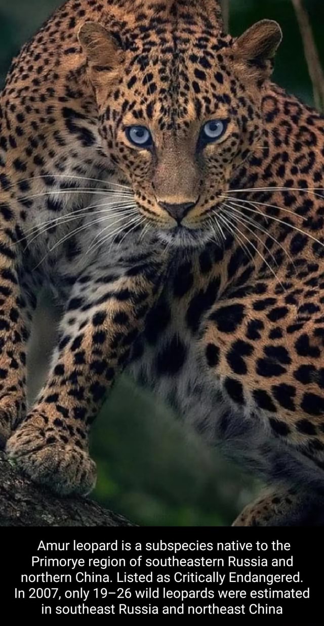 Amur leopard is a subspecies native to the Primorye region of ...