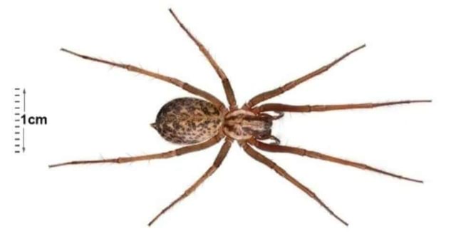 Its spider mating season and its a well known fact that at night male ...