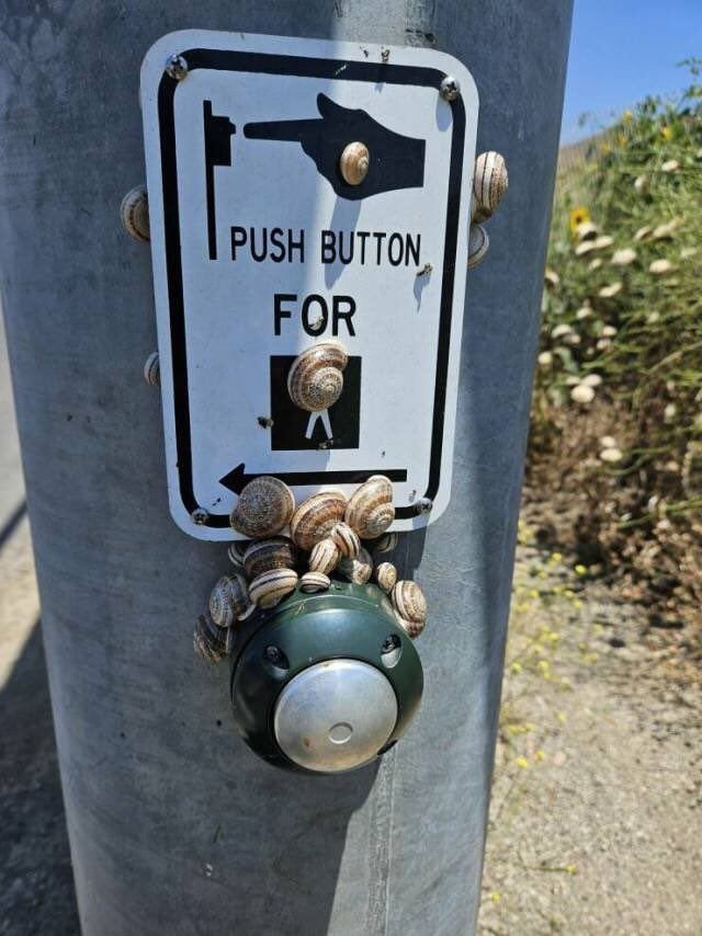 PUSH BUTTON, FOR - iFunny