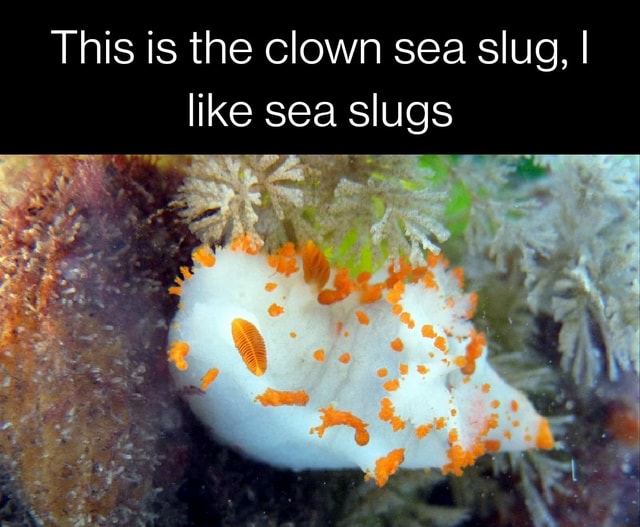 This is the clown sea slug, I like sea slugs ge - iFunny