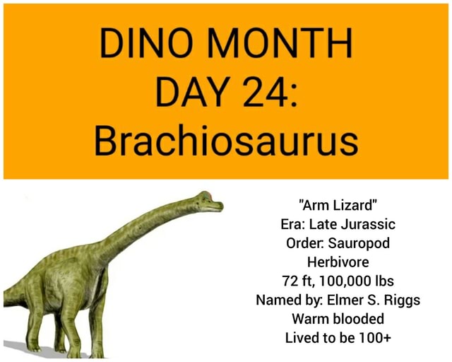 DINO MONTH DAY 24: Brachiosaurus "Arm Lizard" Era: Late Jurassic Order ...