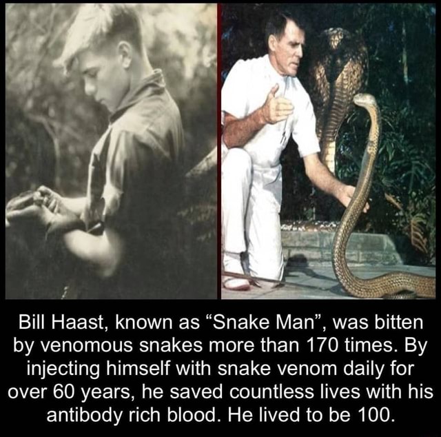 Bill Haast, known as "Snake Man", was bitten by venomous snakes more ...