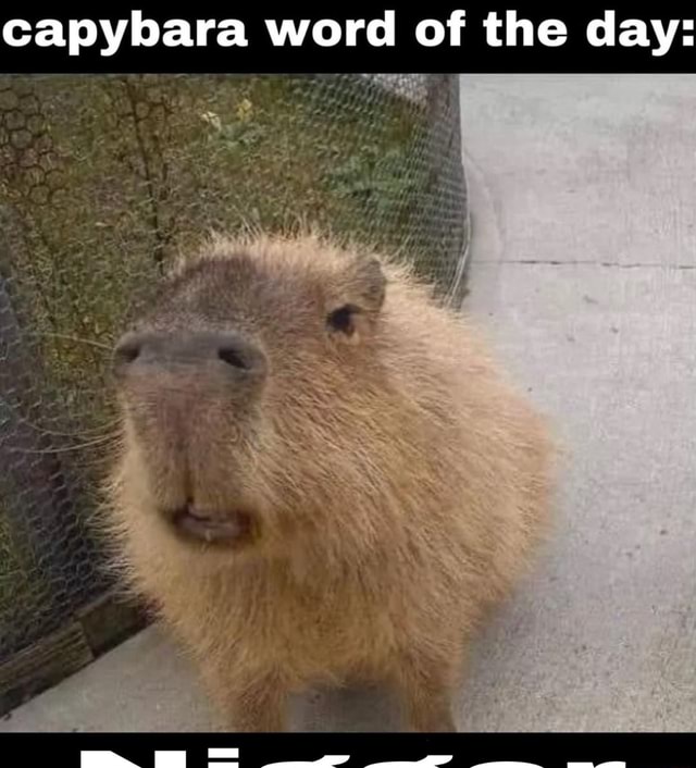 Capybara word of the day: - iFunny