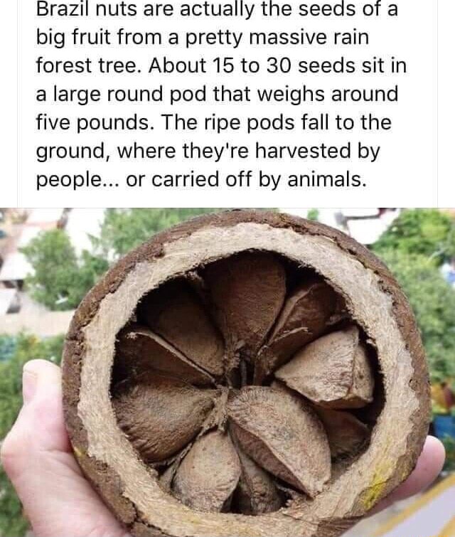 Brazil nuts are actually the seeds of a big fruit from a pretty massive ...