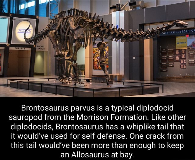 Brontosaurus parvus is a typical diplodocid sauropod from the Morrison ...