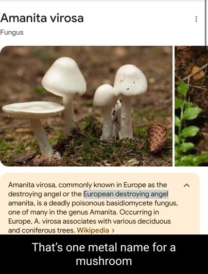 Amanita virosa Fungus Amanita virosa, commonly known in Europe as the ...