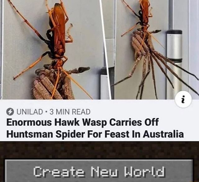 1 O UNILAD 3 MIN READ Enormous Hawk Wasp Carries Off Huntsman Spider ...