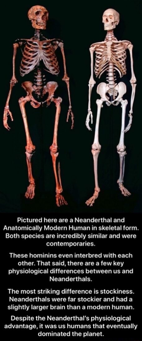 Pictured here are a Neanderthal and Anatomically Modern Human in ...