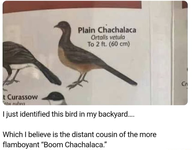 Plain Chachalaca Ortalis vetula To 2 ft. (60 cm) Curassow I just ...