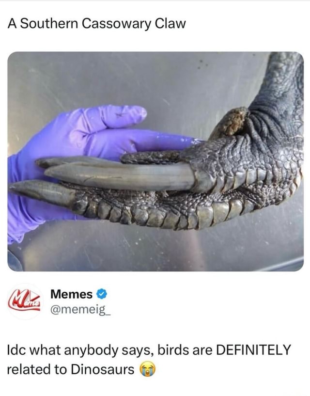 A Southern Cassowary Claw Memes @ ide what anybody says, birds are ...