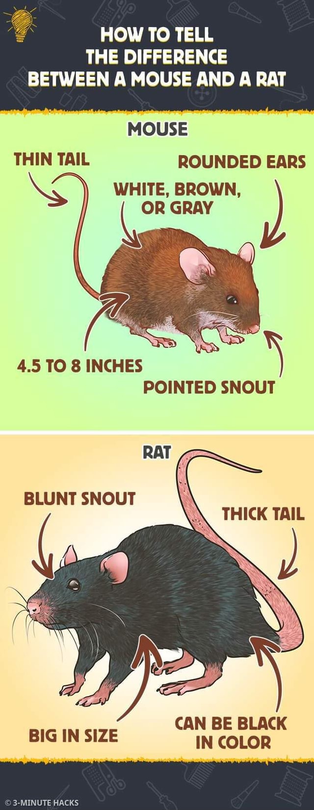 HOW TO TELL THE DIFFERENCE BETWEEN A MOUSE AND A RAT MOUSE THIN TAIL ...