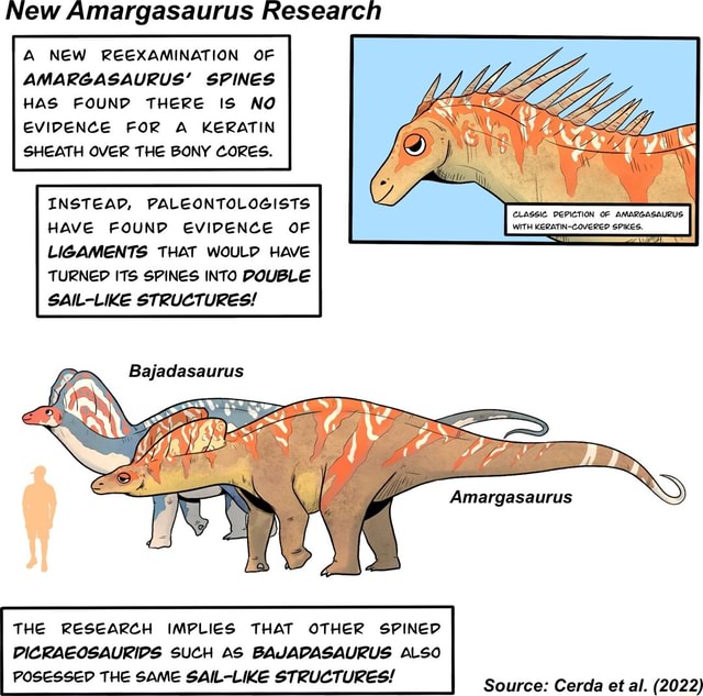 New Amargasaurus Research NEW REEXAMINATION OF AMARGASAURUS' SPINES HAS ...
