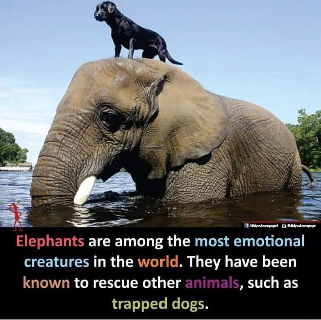 'Elephants are among the most emotional creatures in the world. They ...