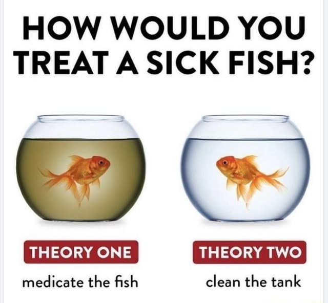 HOW WOULD YOU TREAT A SICK FISH? THEORY ONE THEORY TWO medicate the ...