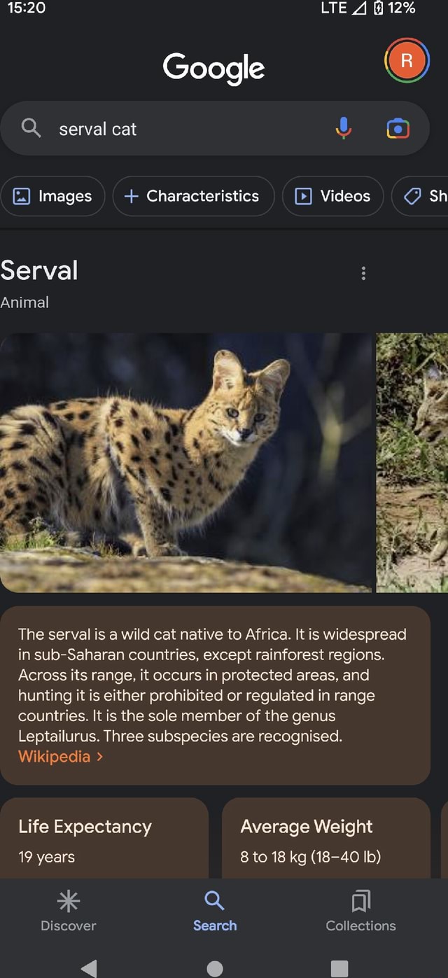 Google Q. serval cat Images Characteristics Serval Animal LTE A 12% Videos Sh The serval is a ...