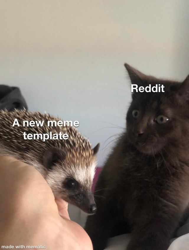 Reddit A new meme template - iFunny