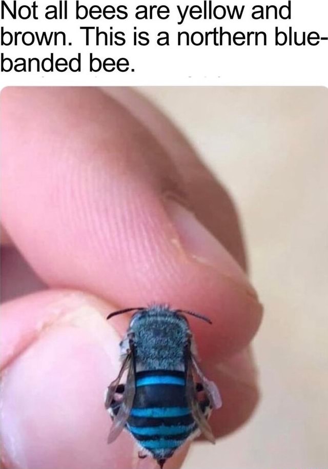 Not all bees are yellow and brown. This is a northern blue- banded bee ...