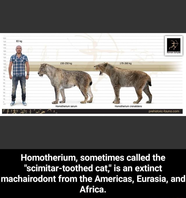 Homotherium, sometimes called the "scimitar-toothed cat," is an extinct ...