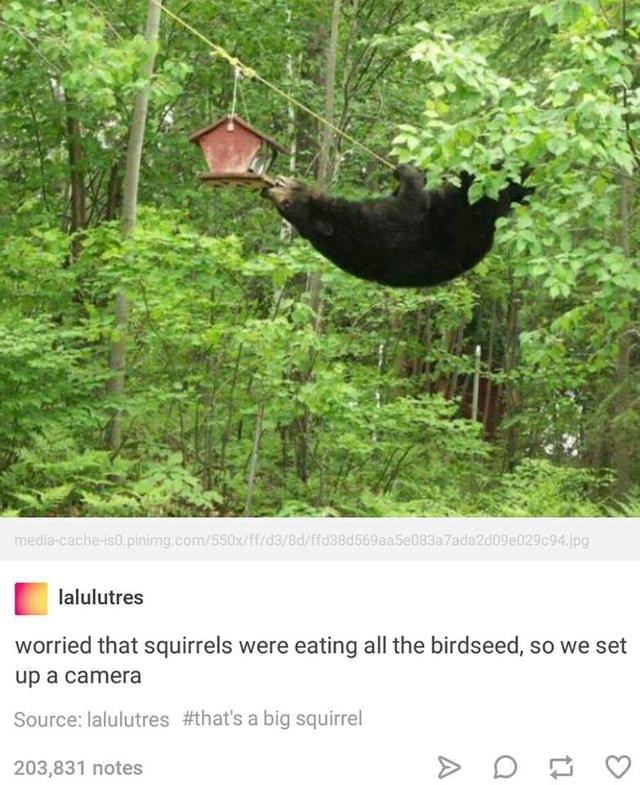 Worried that squirrels were eating all the birdseed, so we set up a ...