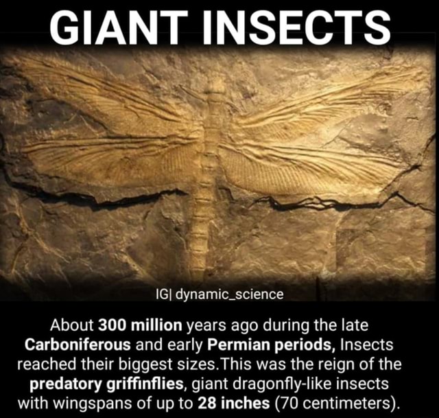 GIANT INSECTS IGI dynamic_science About 300 million years ago during ...