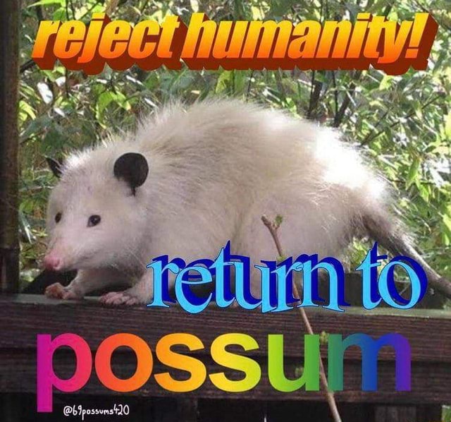 Meme dump 70: possum orb - iFunny