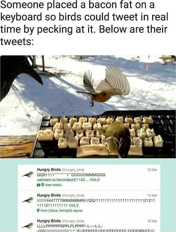 Someone placed a bacon fat on a keyboard so birds could tweet in real ...