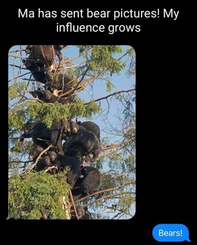 Ma has sent bear pictures! My influence grows - iFunny