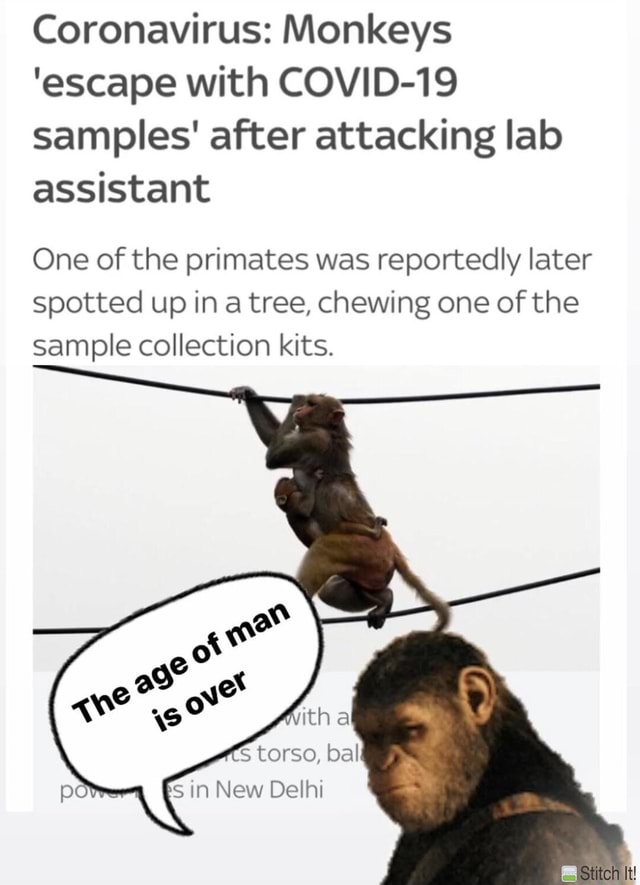 Coronavirus: Monkeys 'escape with COVID-19 samples' after attacking lab ...