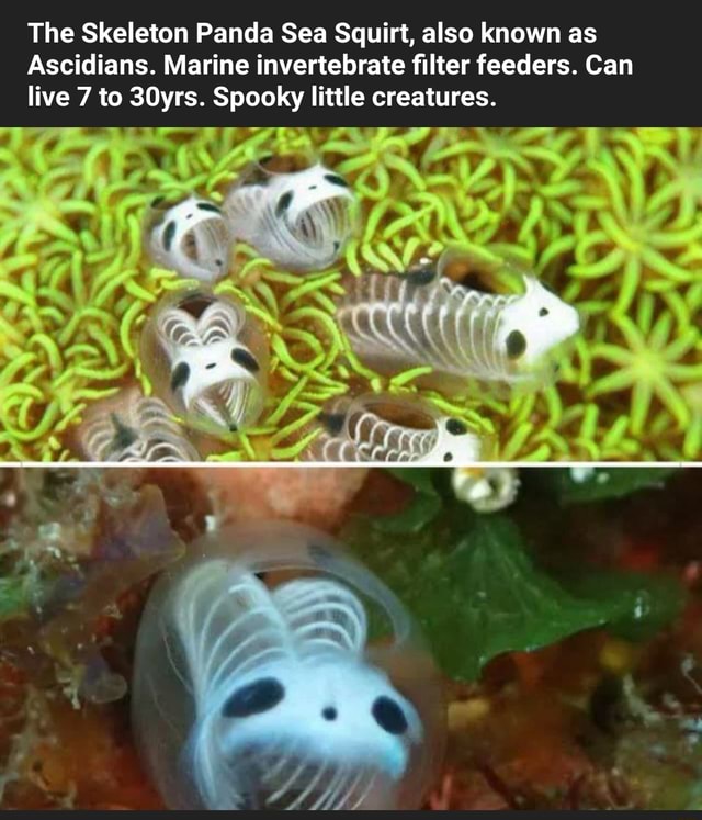 The Skeleton Panda Sea Squirt, also known as Ascidians. Marine ...