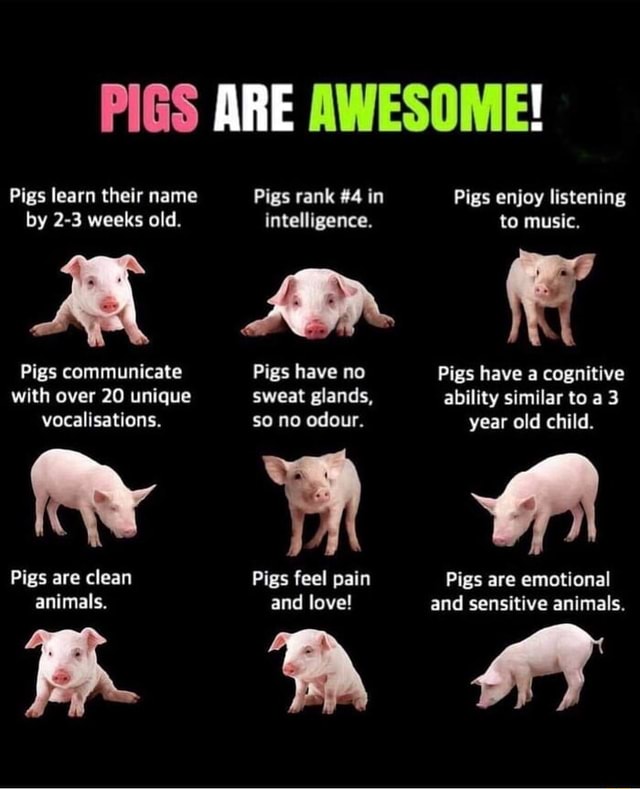 ARE Pigs learn their name Pigs rank #4 in Pigs enjoy listening by 2-3 ...
