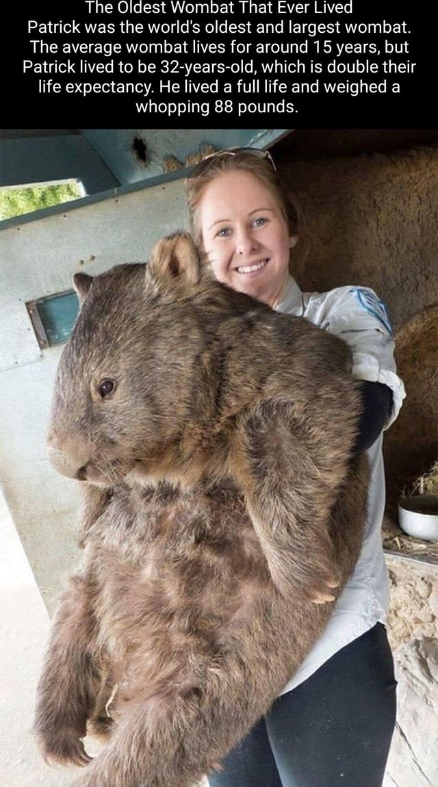 The Oldest Wombat That Ever Lived Patrick was the world's oldest and ...