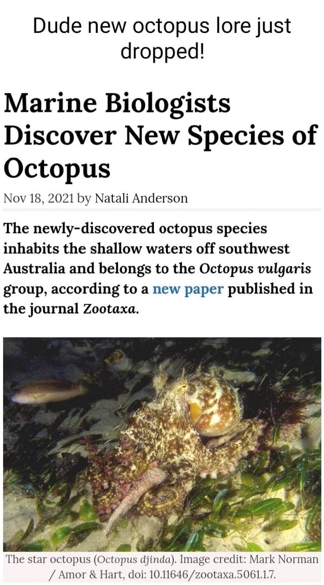 Dude new octopus lore just dropped! Marine Biologists Discover New ...