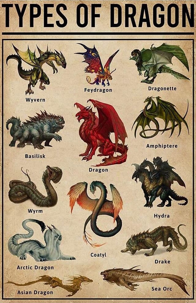 TYPES OF DRAGON Feydragon Dragonette Amphiptere Basilisk Dragon Hydra ...