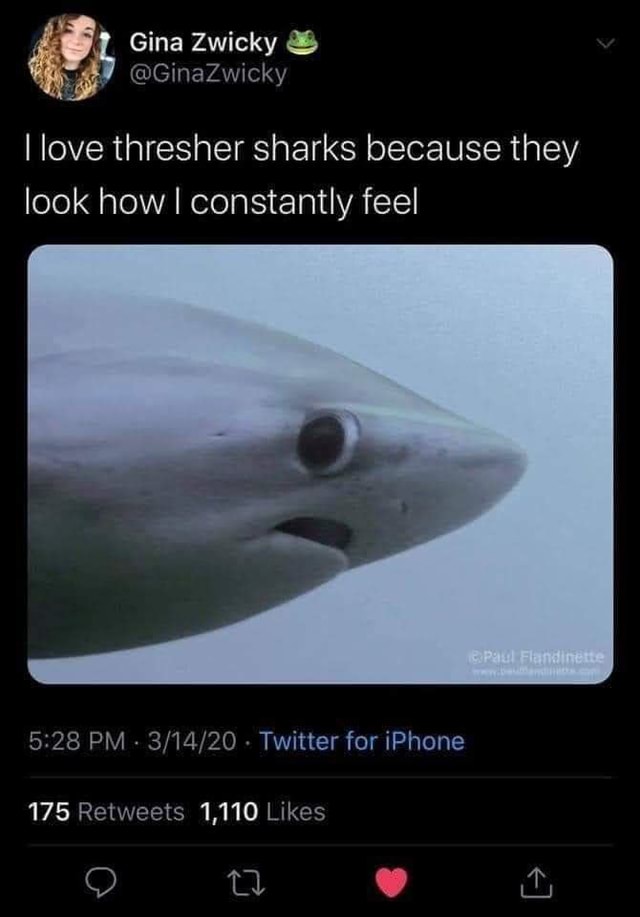 Gina Zwicky @GinaZwicky I love thresher sharks because they look how I ...
