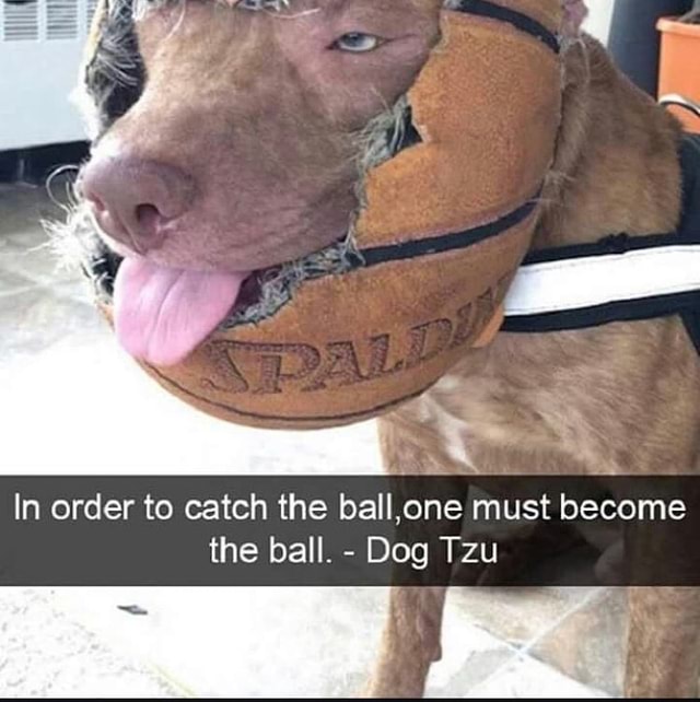In order to catch the ball,one must become the ball. - Dog Tzu - iFunny