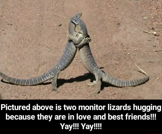 Pictured above is two monitor lizards hugging because they are in love ...