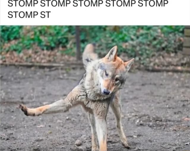 STOMP STOMP STOMP STOMP STOMP ST - iFunny
