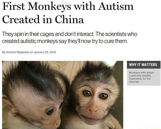 First Monkeys With Autism Created in China They spin in their cages and ...