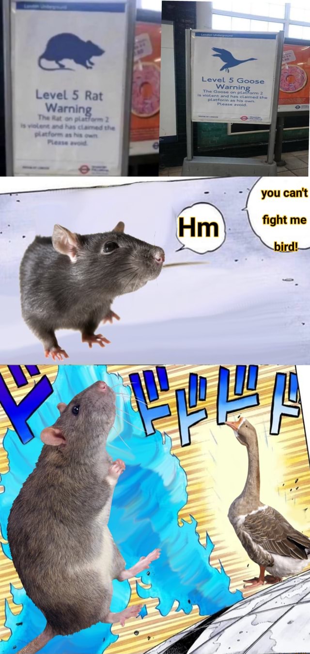 Level 5 Rat Warning The Rat on plattorm 2 ts violent and has cLaened ...