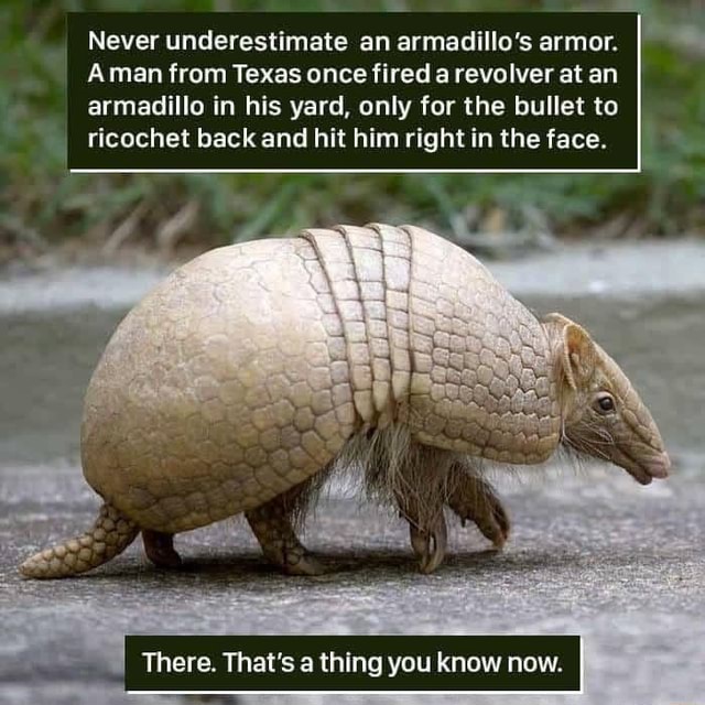 Never underestimate an armadillo's armor. I Amen from Texas once fired ...