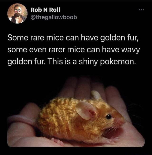 Rob N Roll @thegallowboob Some rare mice can have golden fur, some even ...