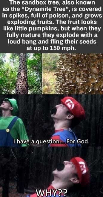 The sandbox tree, also known as the "Dynamite Tree", is covered in ...