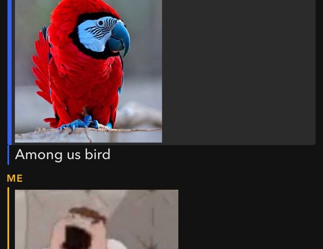 Among us bird ME - iFunny