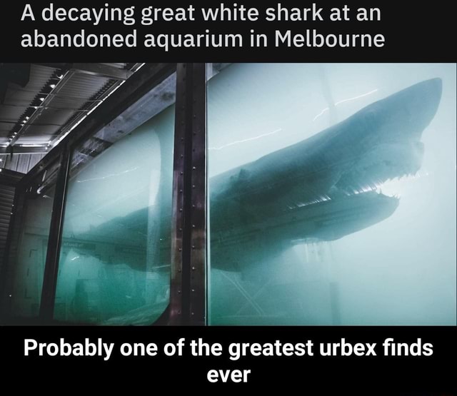 A decaying great white shark at an abandoned aquarium in Melbourne ...