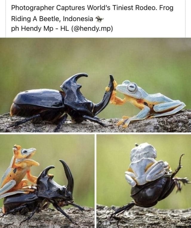 Photographer Captures World's Tiniest Rodeo. Frog Riding A Beetle ...