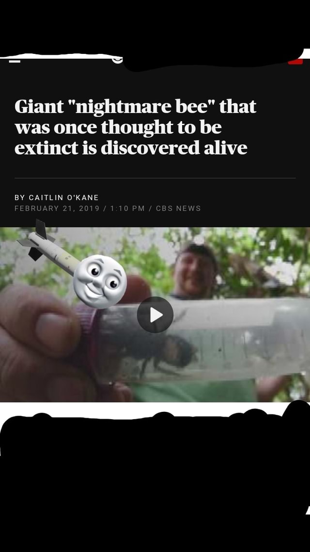 Giant "nightmare bee" that was once thought to be extinct is discovered ...