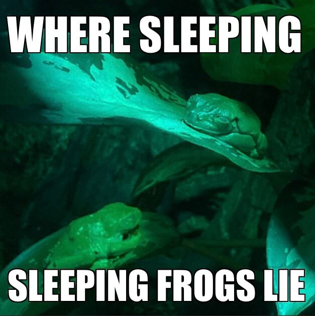 WHERE SLEEPING SLEEPING FROGS LIE - iFunny